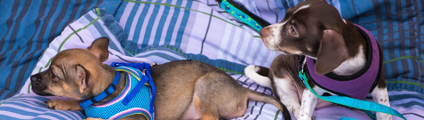 Forgotten Paws Animal Rescue – Rescue, Rehabilitate, Rehome