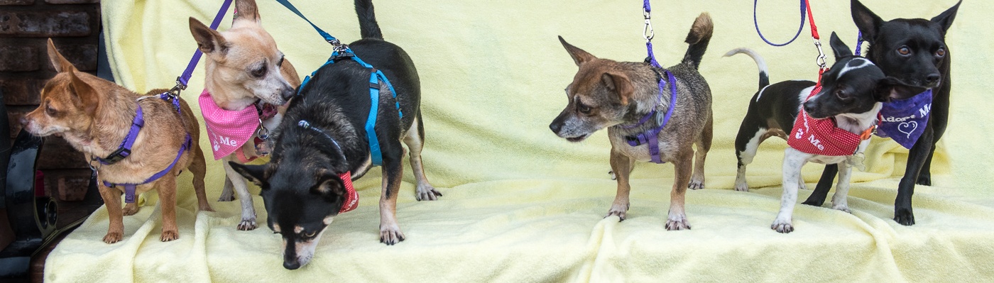 Forgotten Paws Animal Rescue – Rescue, Rehabilitate, Rehome