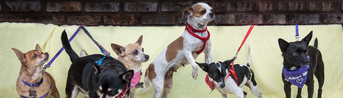 Forgotten Paws Animal Rescue – Rescue, Rehabilitate, Rehome