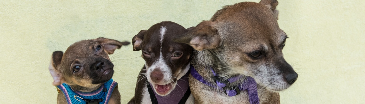 Forgotten Paws Animal Rescue – Rescue, Rehabilitate, Rehome