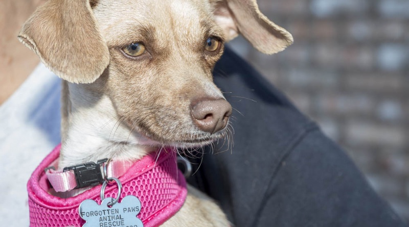 Forgotten Paws Animal Rescue · Rescue, Rehabilitate, Rehome